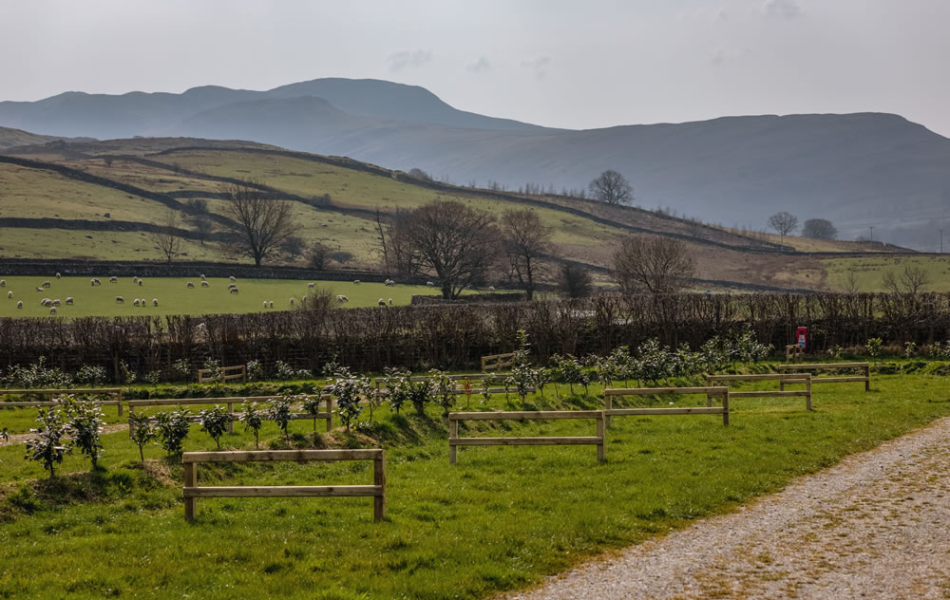 Grass Camping Pitches | Tents & Campervans | Burns Farm Campsite ...